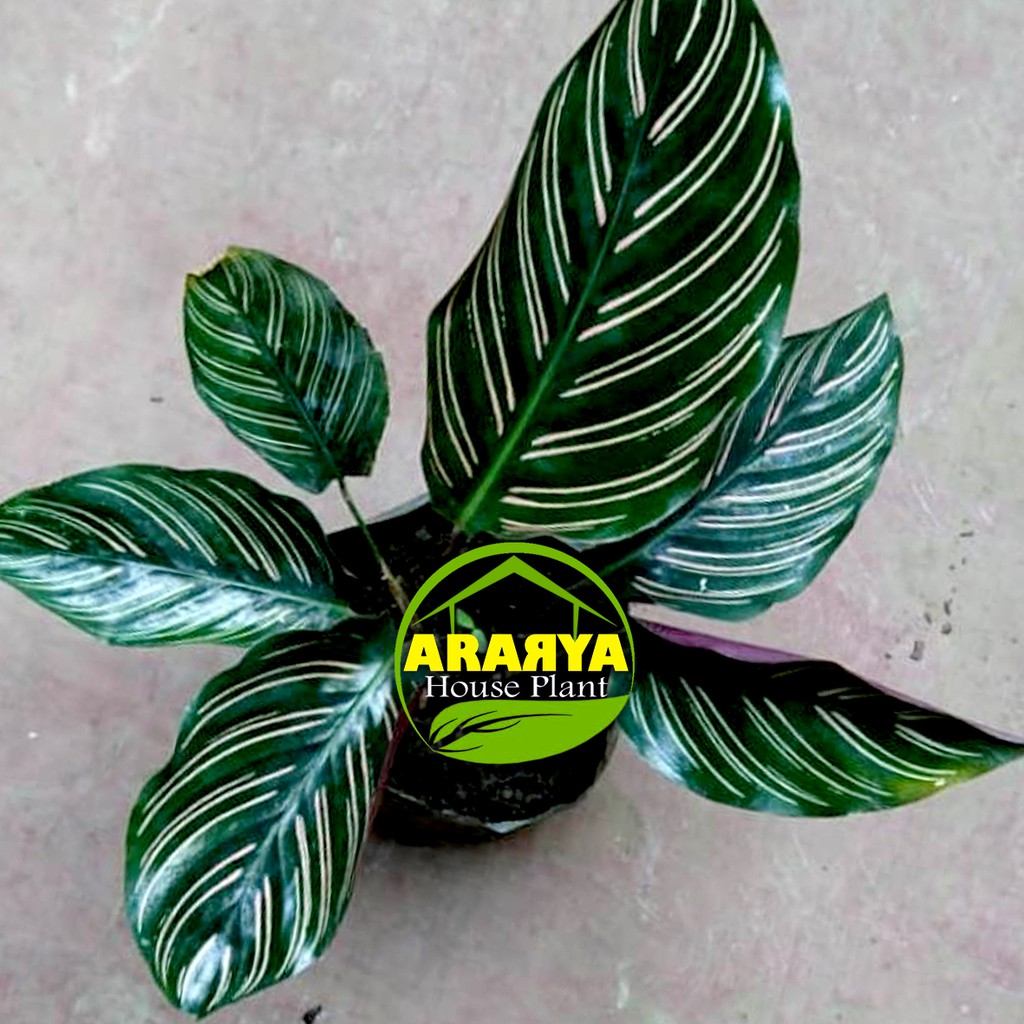 Jual Calatea Ornata / Calatea Batik / Calathea Ornata / Calathea ...