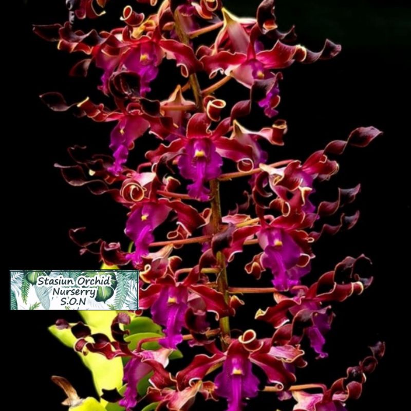 Jual Seedling dendrobium CUT NYAK DIEN | Shopee Indonesia