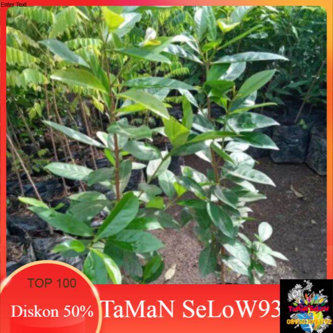 Jual TANAMAN DAUN SALAM ( BUMBU MASAK ) | Shopee Indonesia