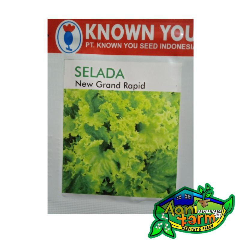Jual BENIH BIBIT SELADA HIJAU KRITING SELADA NEW GRAND RAPID 5 GRAM - KYS KNOWN YOU SEEDS ...
