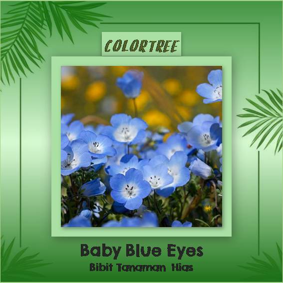Jual Bibit Tanaman Hias Bunga Baby Blue Eyes | Shopee Indonesia