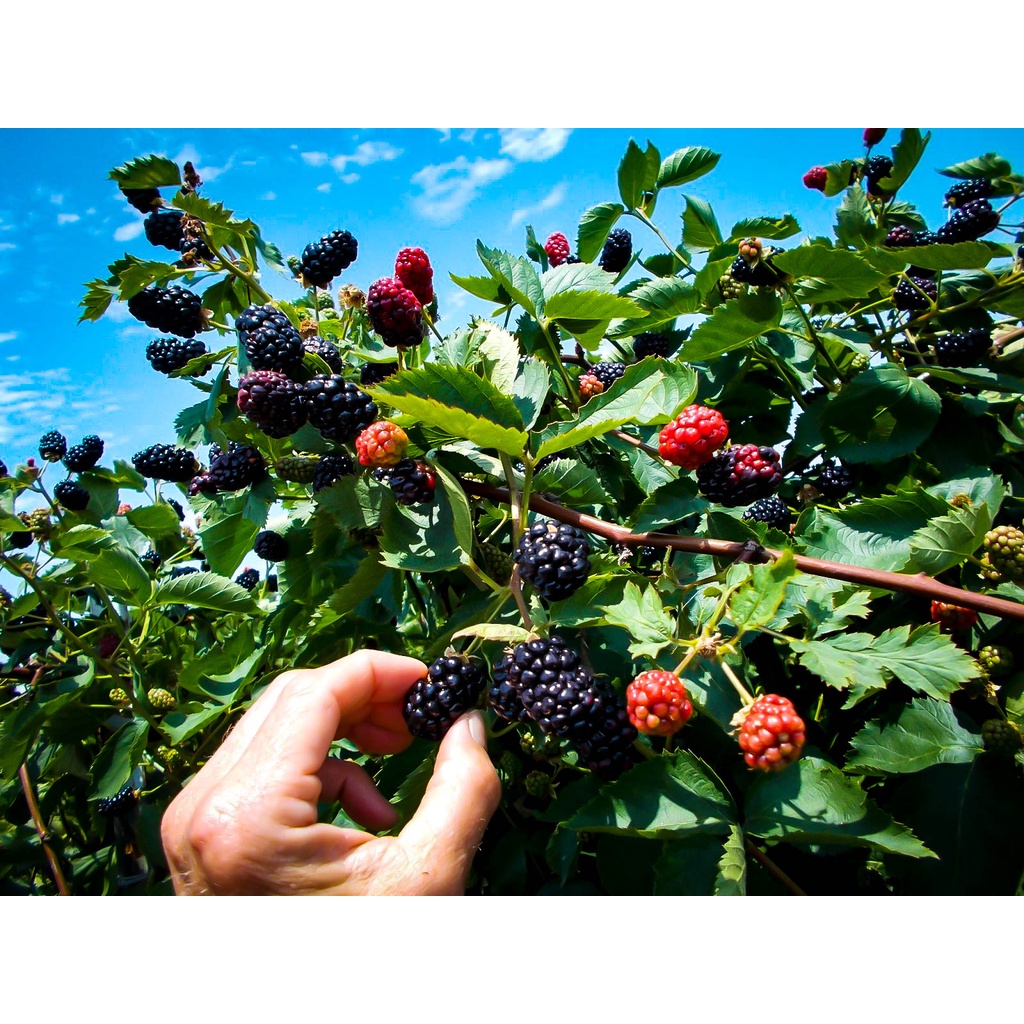 Jual Bibit Blackberry (Rubus.sp)/ buah berry hitam - bibit buah ...
