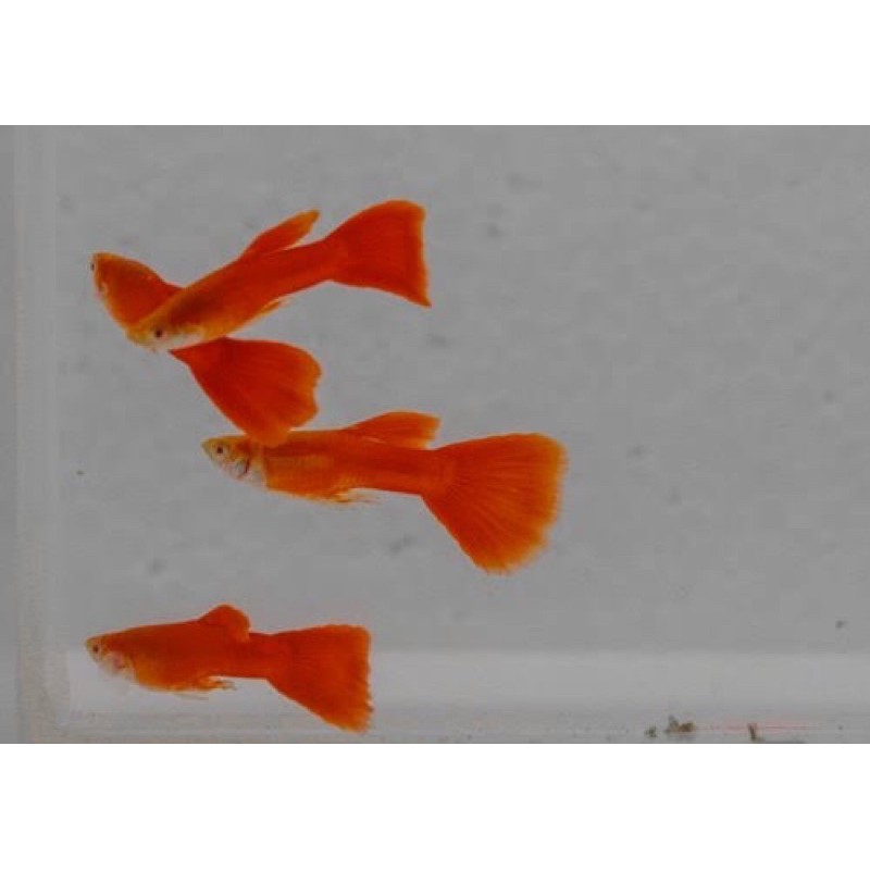 Jual Ikan Guppy Albino Full Red (Sepasang) | Shopee Indonesia