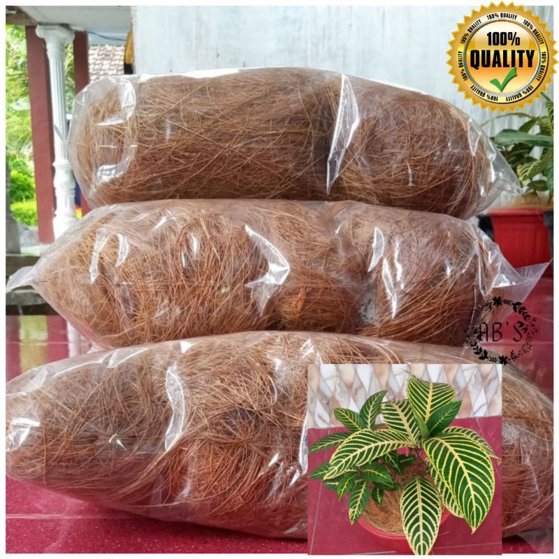 Jual 500gram Serabut Kelapa Ijuk | Sabut kelapa untuk Hiasan Tanaman ...