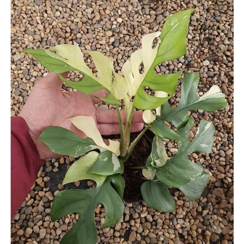 Jual Bibit bonggol monstera mini variegata / tetrasperma varigata siap ...