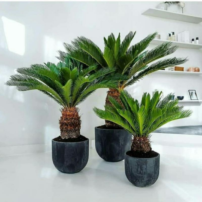 Jual Murah...! Sikas Mawar Jambe Tanaman Hias | Shopee Indonesia