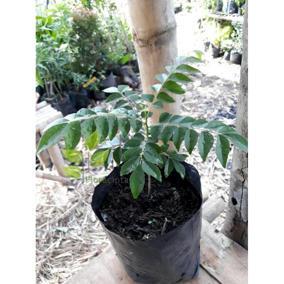 Jual Spg Bibit Pohon Salam Koja/Temuru/Daun Kari-Tanaman Salam Koja ...