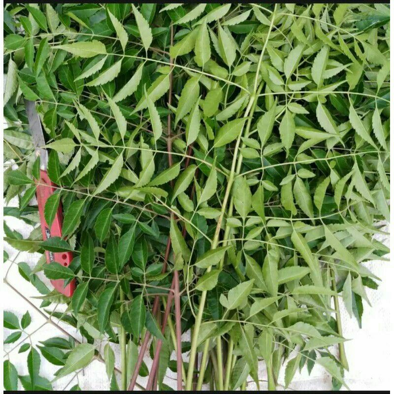 Jual Daun mimba atau mindi segar 1kg | Shopee Indonesia
