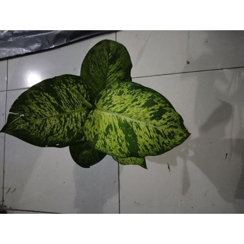 Jual Tanaman Diven Anggun Ayu | Shopee Indonesia