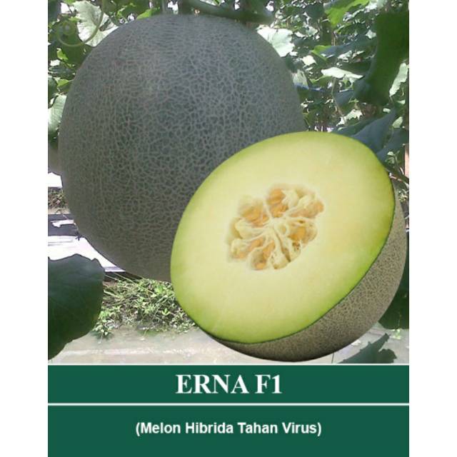 Jual BENIH MELON HIBRIDA F1 ERNA KEMASAN KEMASAN 15 GR | Shopee Indonesia