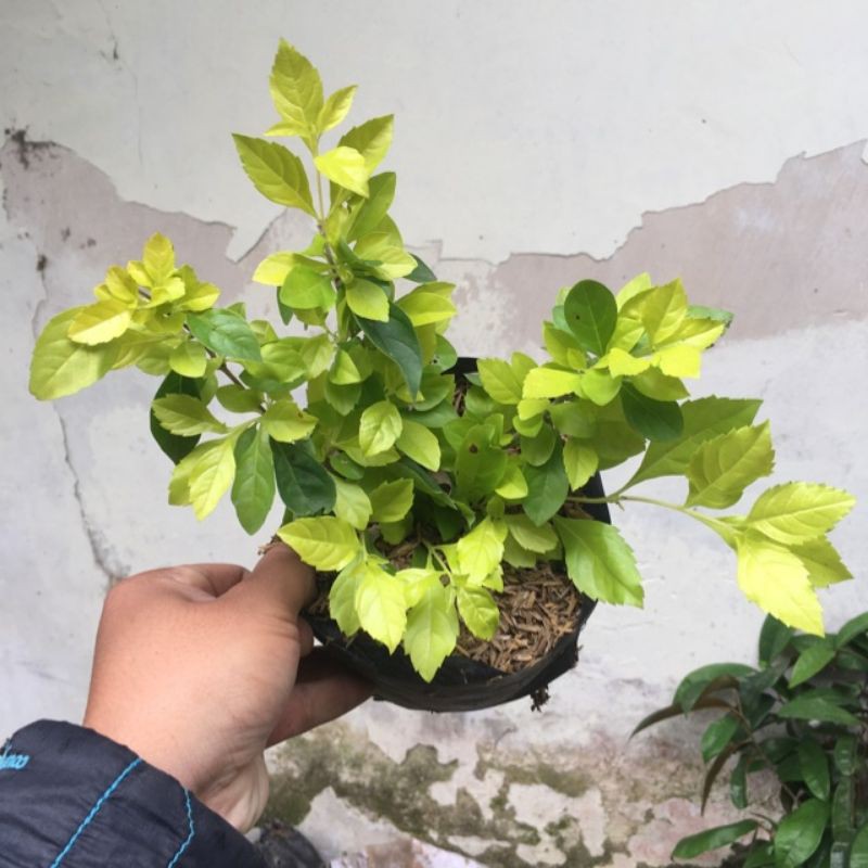 Jual Tanaman Teh tehan - penitian golden dan hijau | Shopee Indonesia