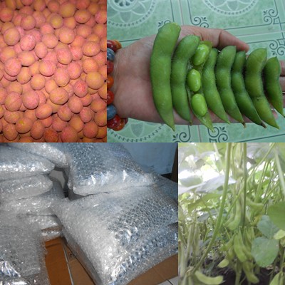 Jual Benih Edamame Berkualitas. 1Kg atau sekitar 2500butir | Shopee ...