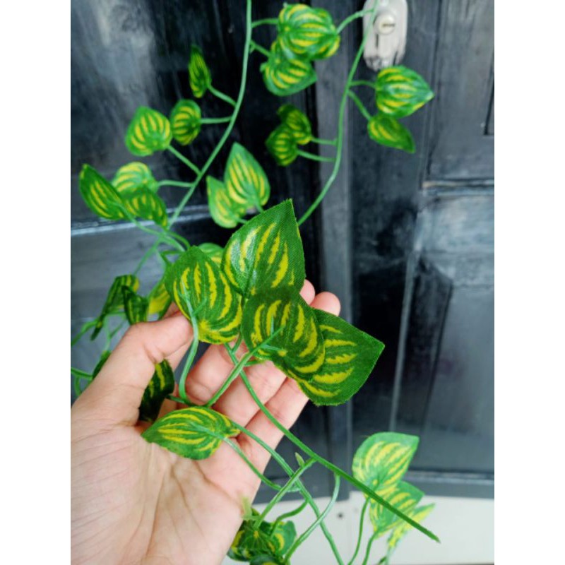 Jual DAUN RAMBAT PANJANG 2,1 Meter | Shopee Indonesia