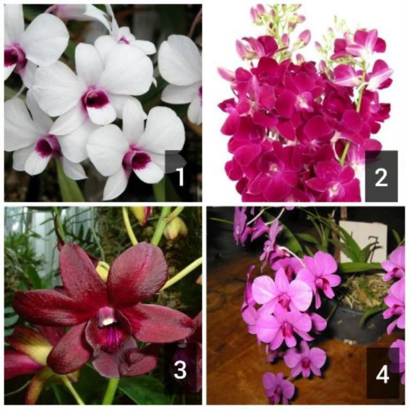 Jual PAKET TANAMAN BUNGA HIDUP/ 4 JENIS POHON ANGGREK/DENDROBIUM ...