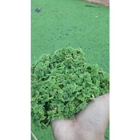 Jual Azolla 2kg termurah azola wolfia wollfia pakan ternak | Shopee ...