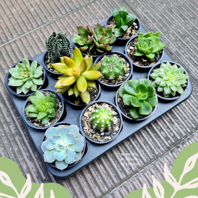 Jual MINI Sukulen Kaktus tanaman hidup Echeveria Haworthia Mammilaria ...