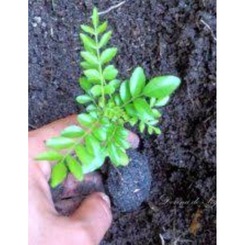 Jual daun , biji, benih, bibit kari keteplik/daun salam Koja/ daun ...
