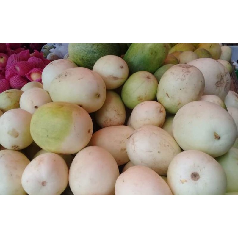 Jual 100 BUTIR BIJI/BENIH TIMUN SURI PUTIH | Shopee Indonesia