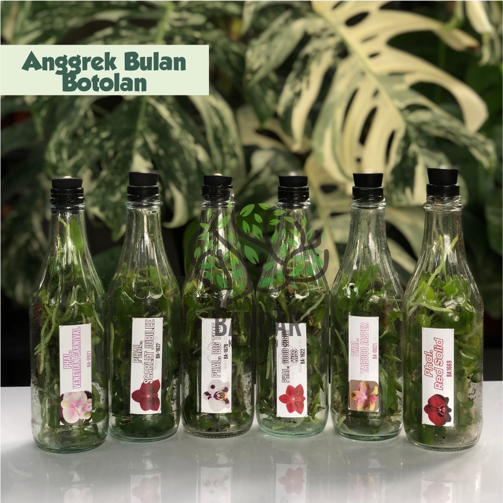 Jual ANGGREK BULAN BOTOLAN BIBIT ANGGREK BULAN SEEDLING ANGGREK BULAN ...