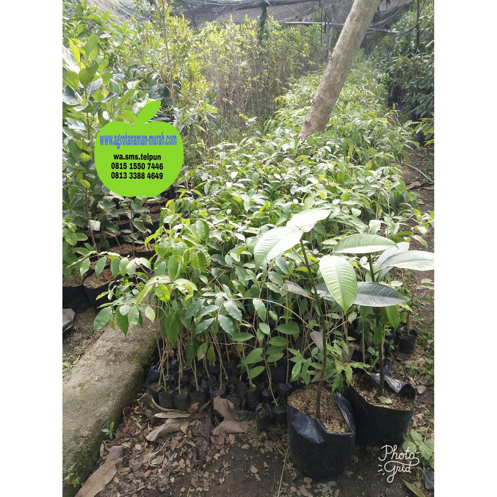 Jual Gprs Bibit Kayu Harum Kayu Gaharu | Shopee Indonesia