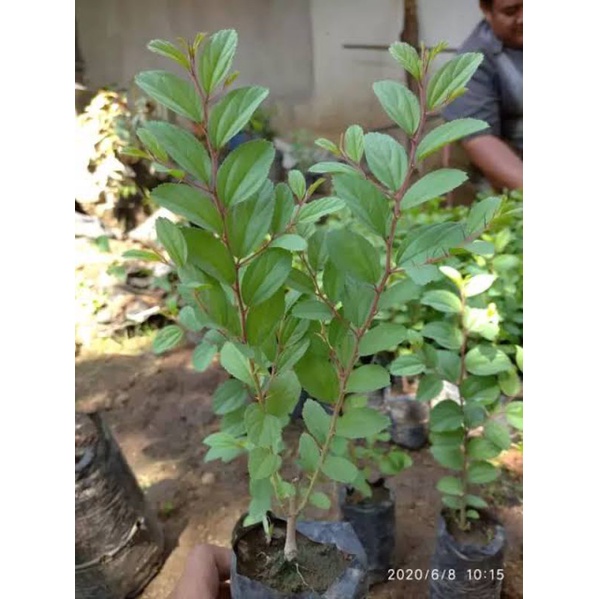 Jual pohon bidara arab ., pengusir hal mistis | Shopee Indonesia