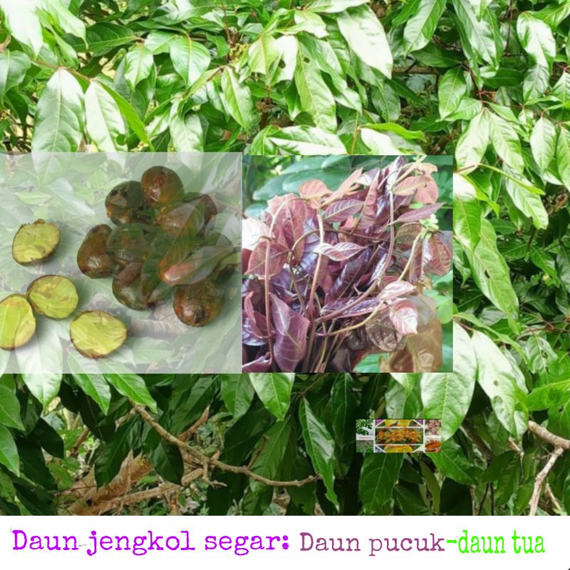 Jual Daun jengkol segar / 250 gram | Shopee Indonesia
