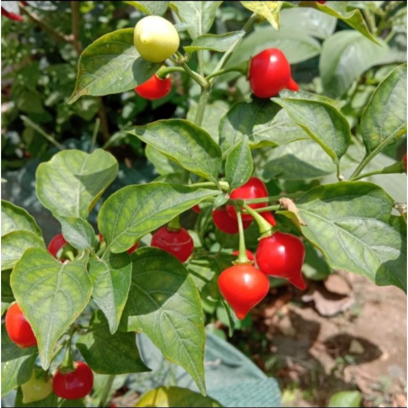 Jual Tanaman Hias Cabe Cabai Crismil / Krismil Lombok Udel | Shopee ...