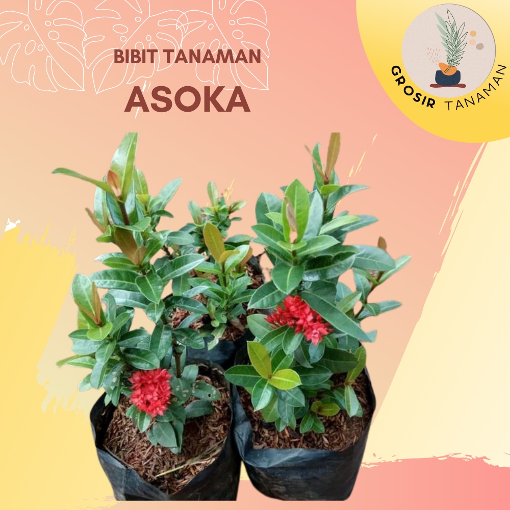 Jual Tanaman Hias Bunga Asoka / Bibit Tanaman Bunga Soka /Bibit Bunga ...