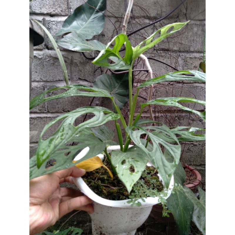 Jual Tanaman Hias Bunga Monstera JANDA BOLONG - Acuminata | Shopee ...