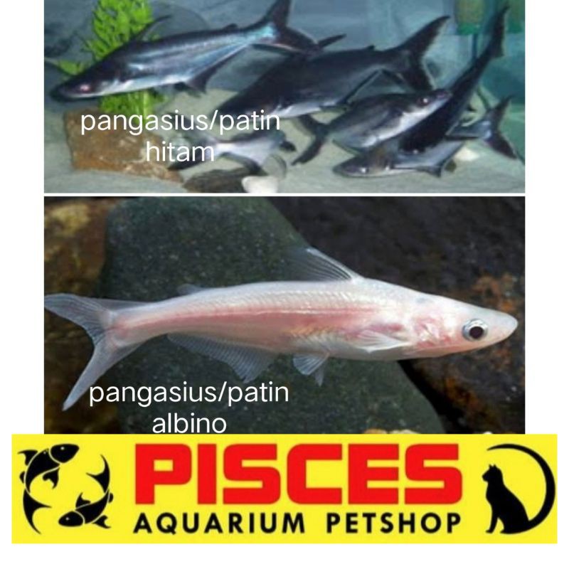 Jual ikan hias patin hitam albino | Shopee Indonesia