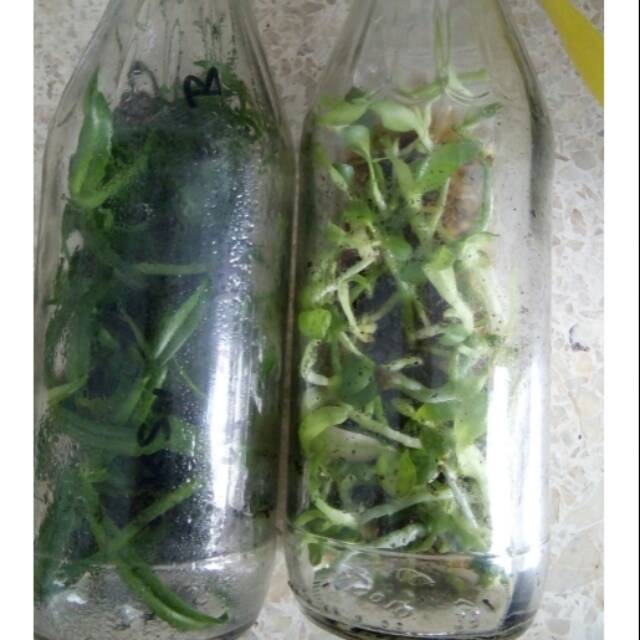 Jual Bibit anggrek bulan atau phalaenopsis dalam botol saos tomat ...