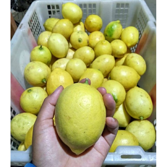 Jual jeruk lemon lokal california 1kg / SEGAR 1KG | Shopee Indonesia