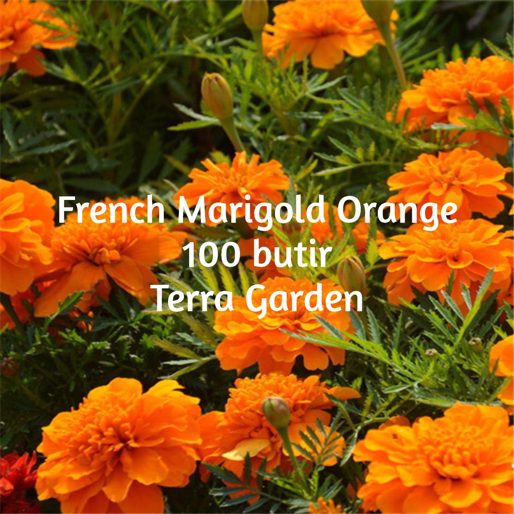 Jual Tumbas Tani Benih/Biji Bunga French Marigold Orange Oranye Jingga ...