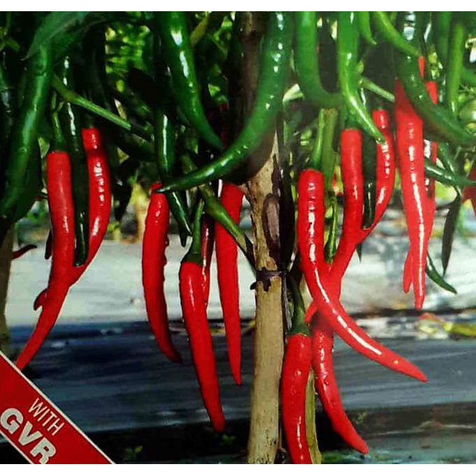 Jual Dapatkan 25 Benih Bibit Cabe Cabai Besar Baja F1 Ayo Order ...