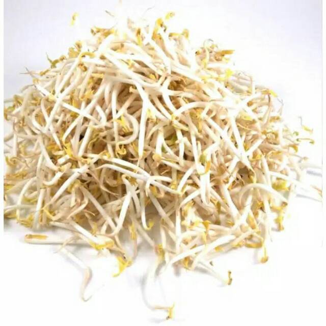 Jual Toge / Tauge Segar 500 gr | Shopee Indonesia