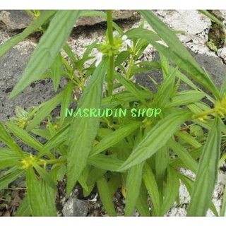 Jual DAUN PACI PACI 1KG DENGAN AKAR / DAUN LENGLENGAN SEGAR / LEUCAS ...