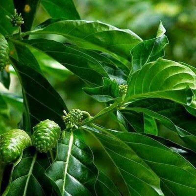 Jual Daun mengkudu segar | 1 kilo gram daun pace / mengkudu | Shopee ...