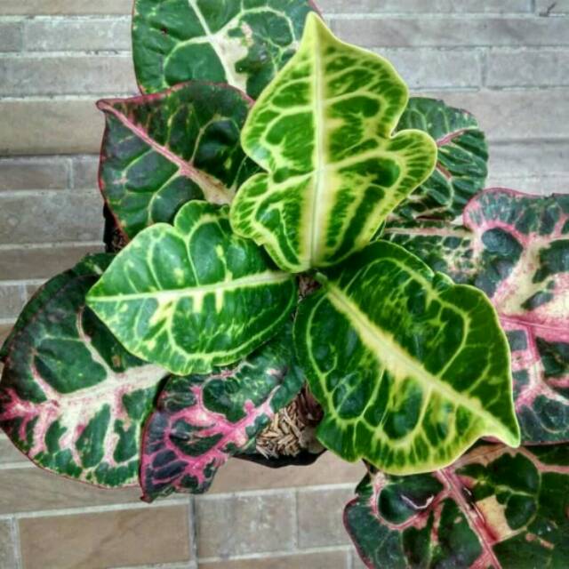 Jual Tanaman Hias Puring Kura Bunga hidup indoor-outdoor | Shopee Indonesia