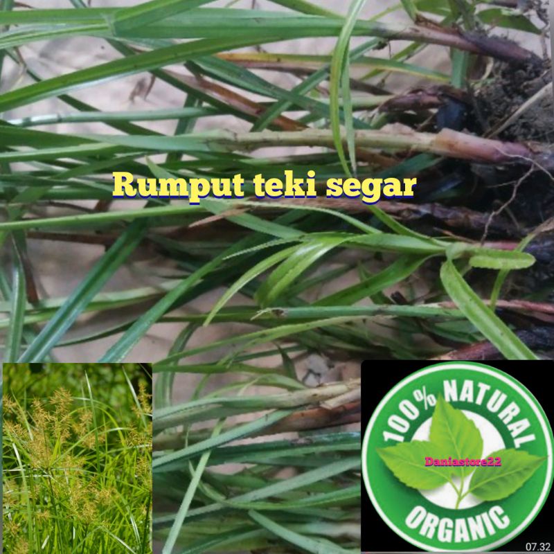 Jual rumput teki 300 gram segar | Shopee Indonesia