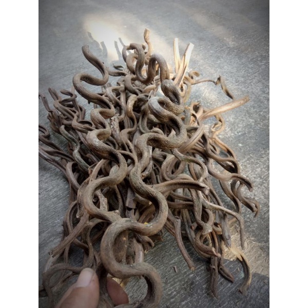 Jual AKAR TRINIL 8 BATANG | Shopee Indonesia