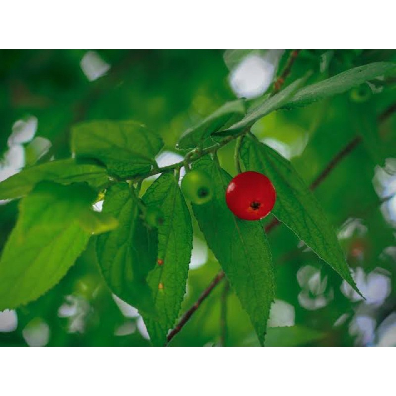 Jual Daun ceri segar/ daun kersen alami / daun talok segar/ daun ...