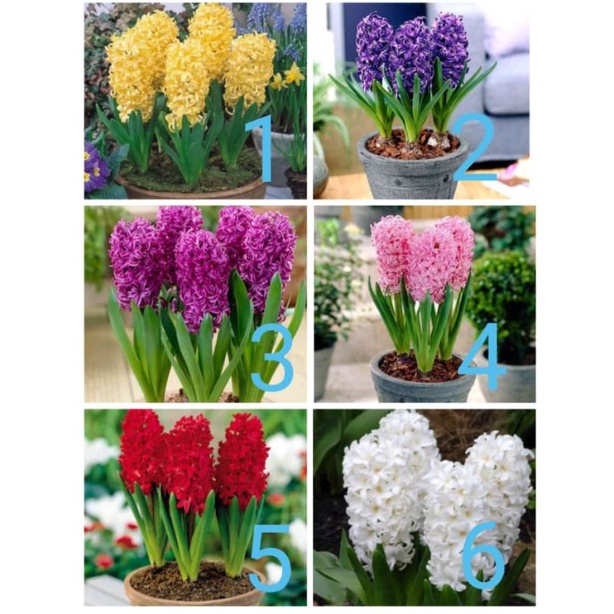 Jual bunga hyacinth | Shopee Indonesia