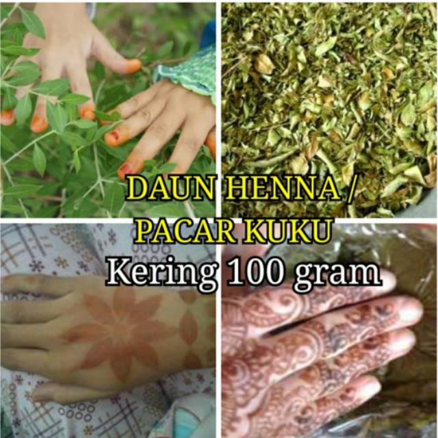 Jual DAUN HENNA PACAR KUKU KERING | Shopee Indonesia