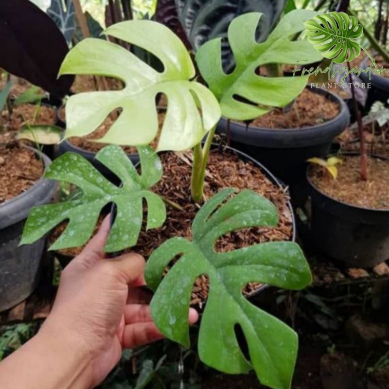 Jual Monstera mini raphidopora tetrasperma - monstera mini | Shopee ...