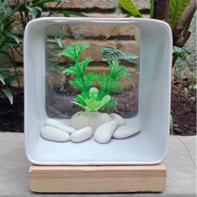 Jual aquarium mini unik akrilik pvc segiempat cupang,gapi,neon,ikan ...