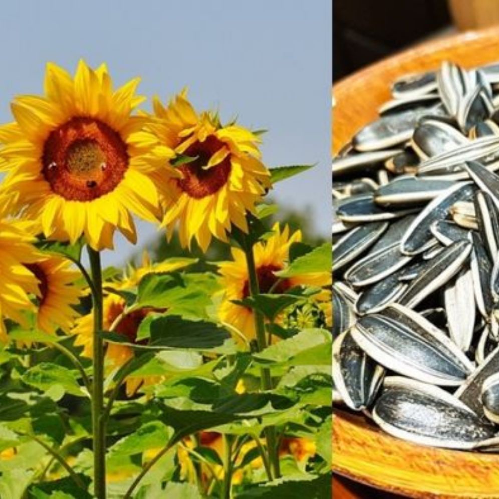 Jual BIBIT super bunga matahari (350biji) | Shopee Indonesia