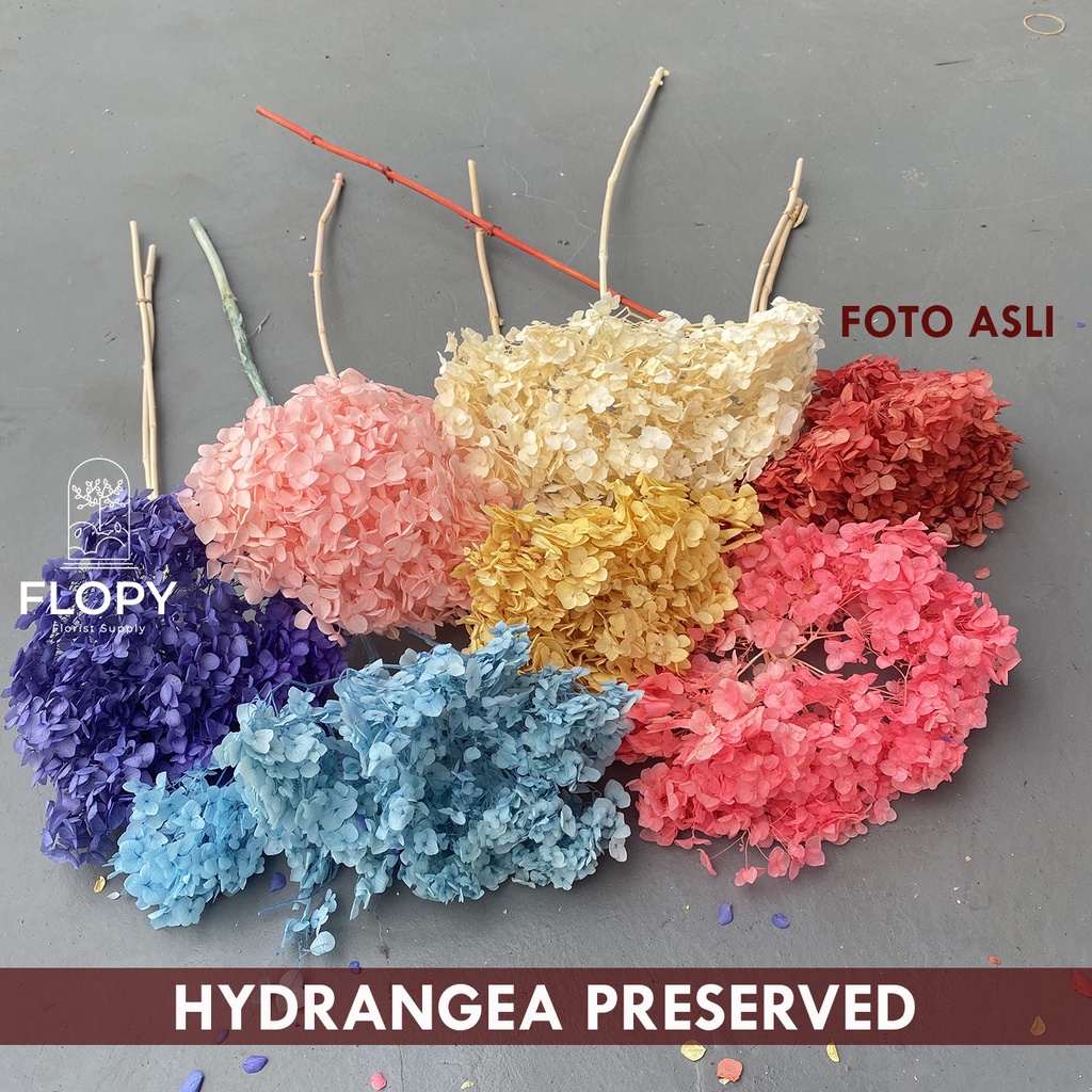 Jual [15-20 gr] Bunga Hydrangea Preserved Dried / Hortensia Abadi ...