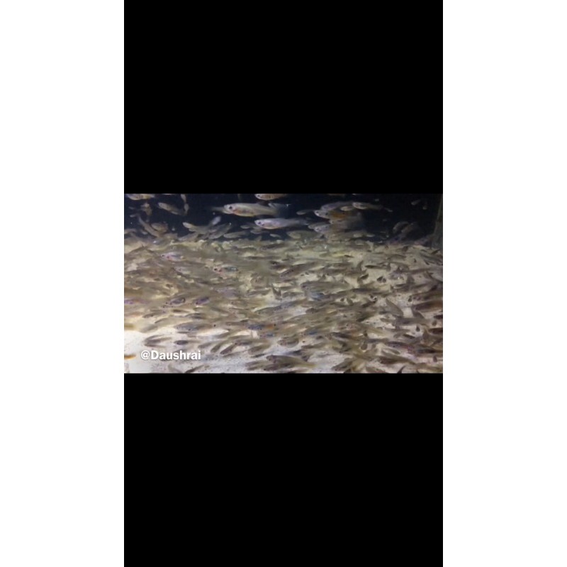 Jual Ikan Cere Terlengkap & Harga Terbaru Mei 2026 | Shopee Indonesia