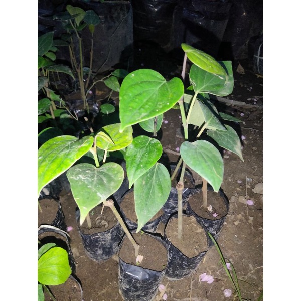 Jual bibit lada (merica) | Shopee Indonesia