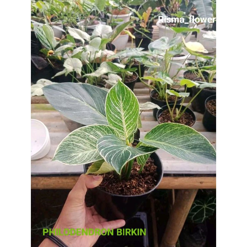 Jual POHON PHILO BIRKIN - PHILODENDRON BIRKIN / TANAMAN HIAS | Shopee ...